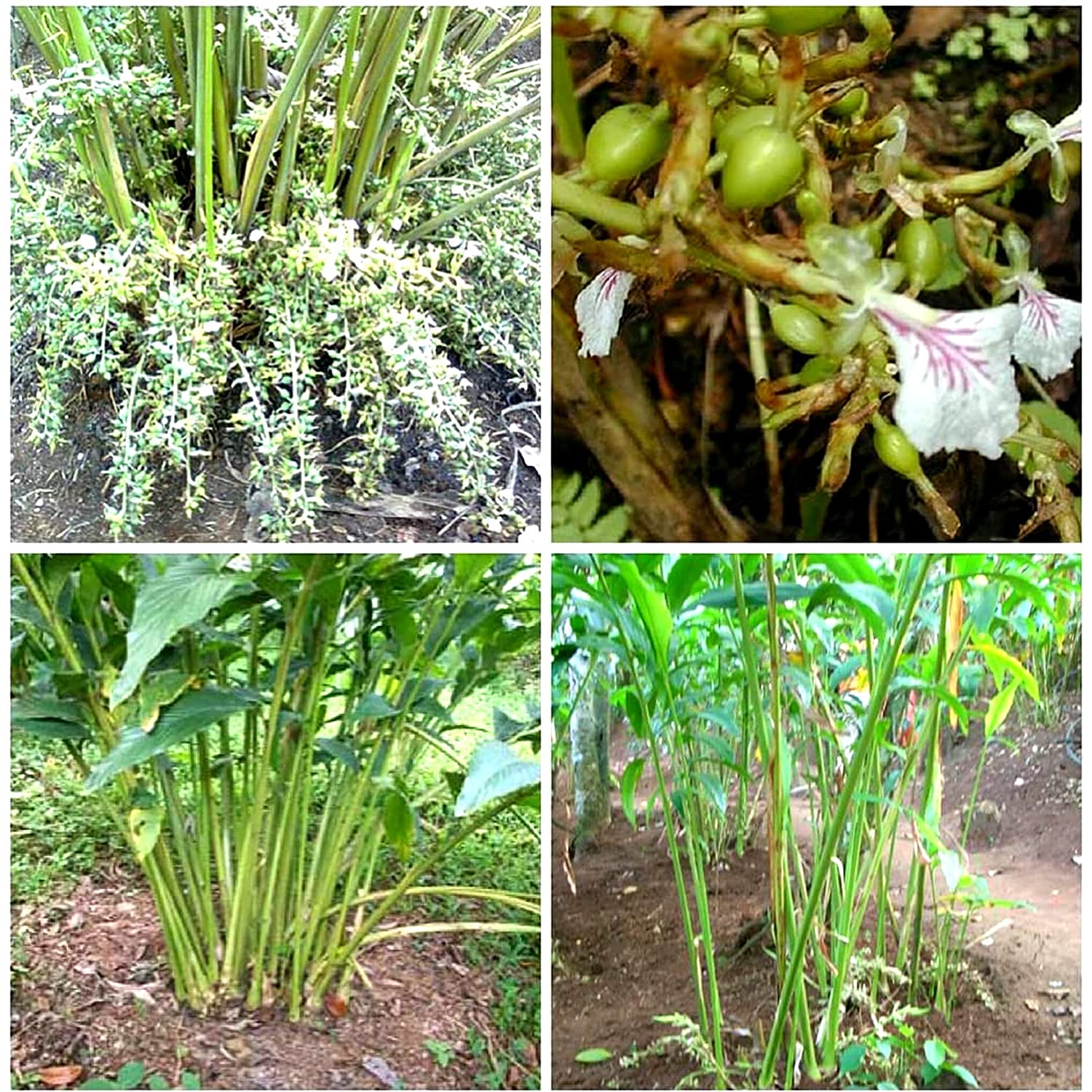 Elaichi Plant Bhairav Bio Plantech